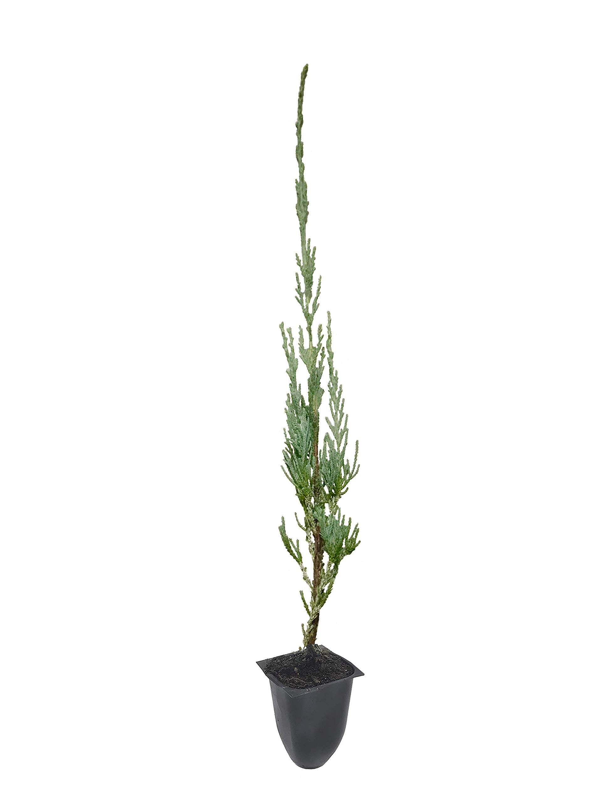 Skyrocket Juniper Juniperus Scopulorum - 20 Live Evergreen Trees ...