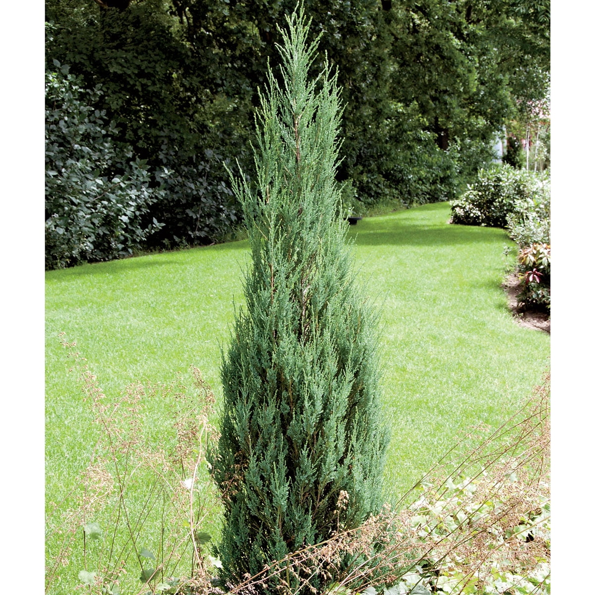 Skyrocket Upright Juniper Bush Potted Broadleaf Evergreen Shrub, in a 2 ...