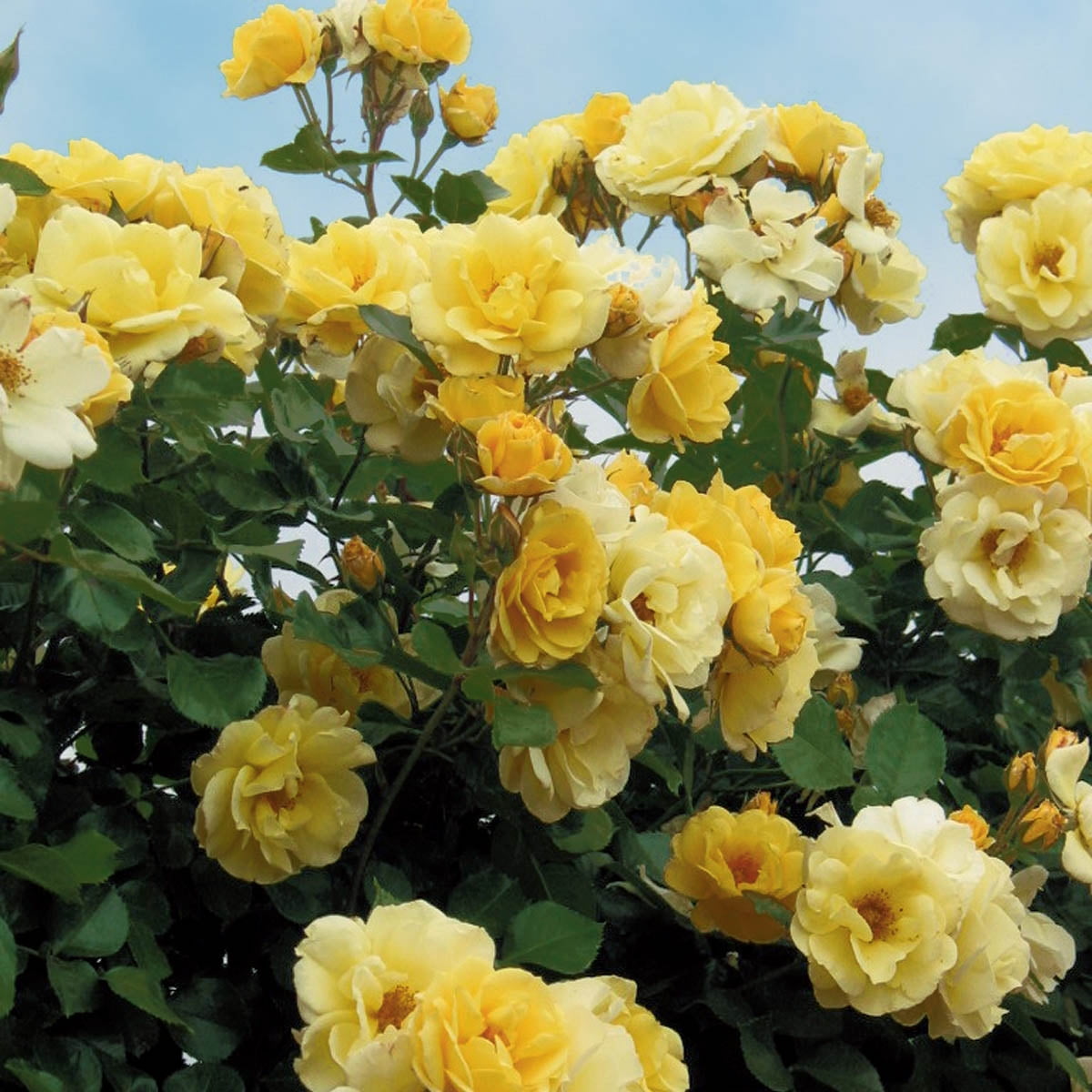 Sky's the Limit Fragrant Climbing Rose, Dormant Bare Root, Outdoor ...