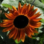 Giant Sunflower Kit - Hundreds of Jumbo Sun Flower Seeds for Planting ...