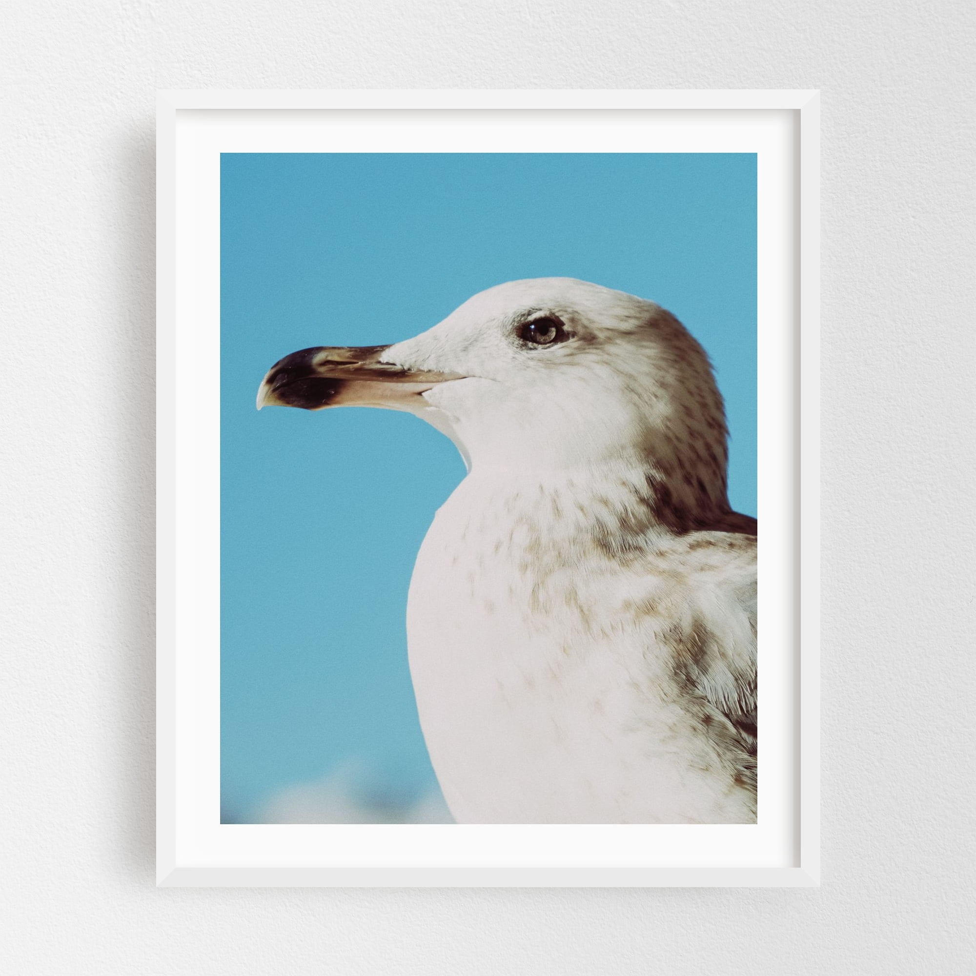 Skyward Gaze - Athens Greece Photography Bird Wildlife Seaside Coastal Nature Ocean Minimalist ...