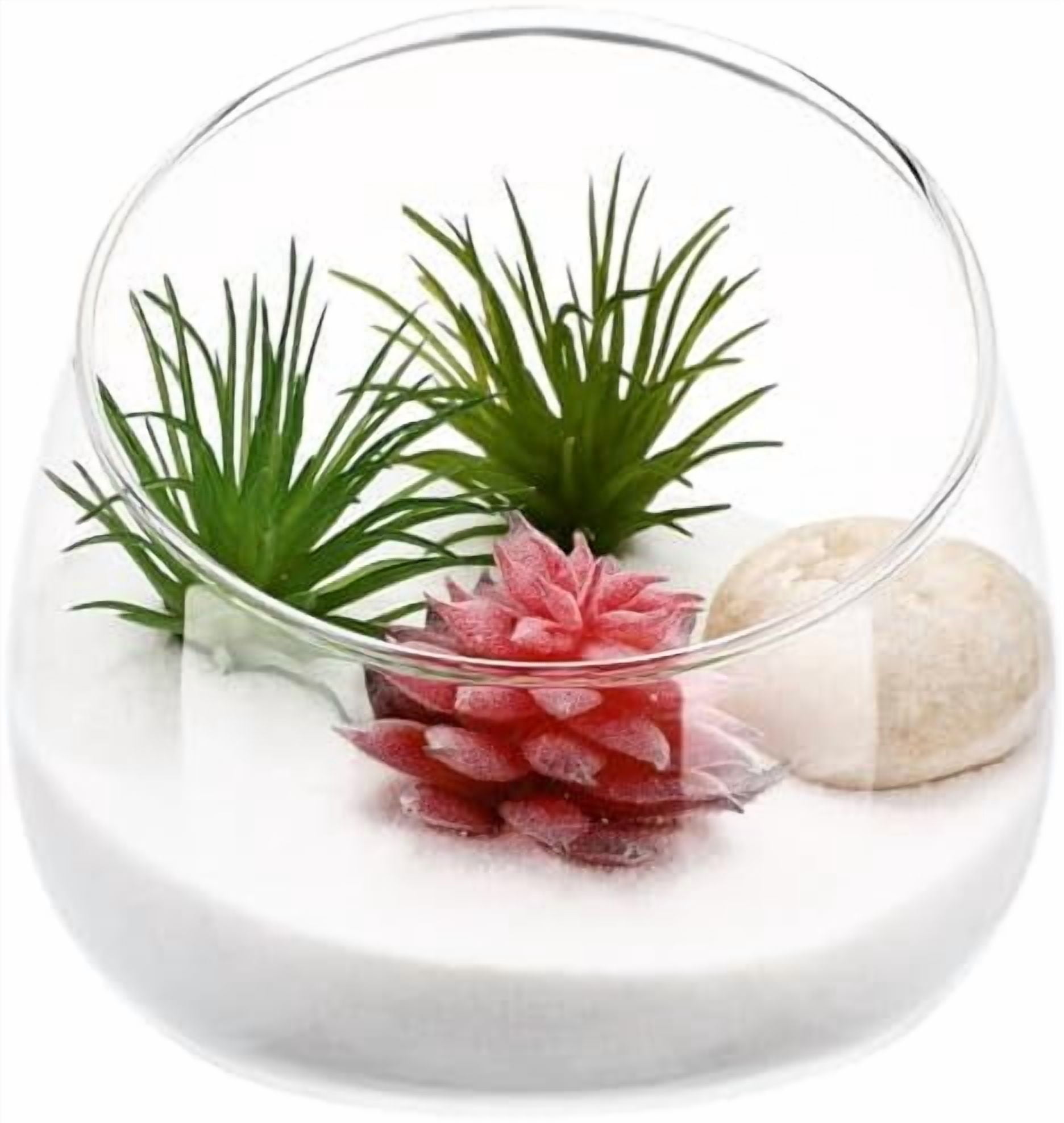 Slant Cut Glass Terrarium Bowl - Clear Glass Vase for Succulents, Air Plants, Cactus, Hydroponic ...