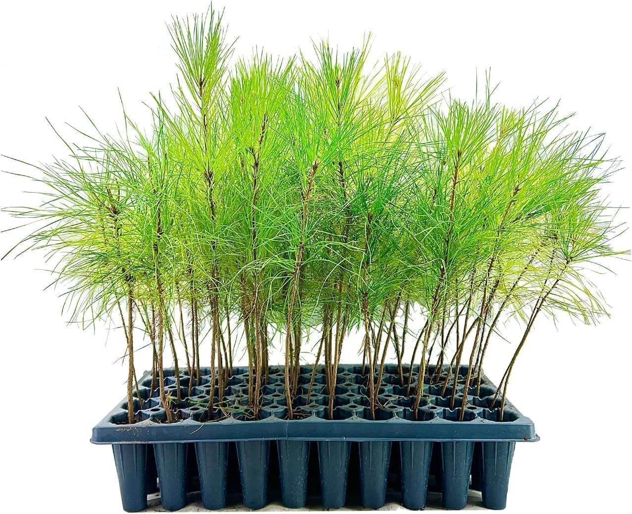Slash Pine Tree 3 Live Plants Pinus Elliottii Fast Growing Stately ...