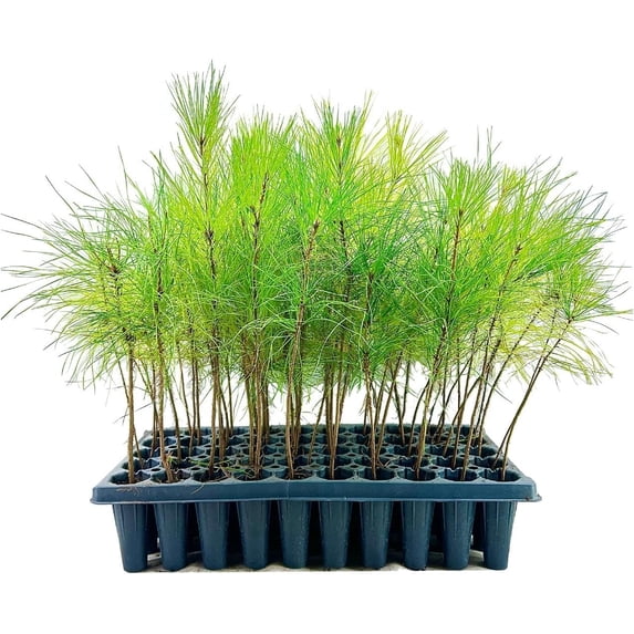 Slash Pine Tree 30 Live Plants Pinus Elliottii Fast Growing Stately ...