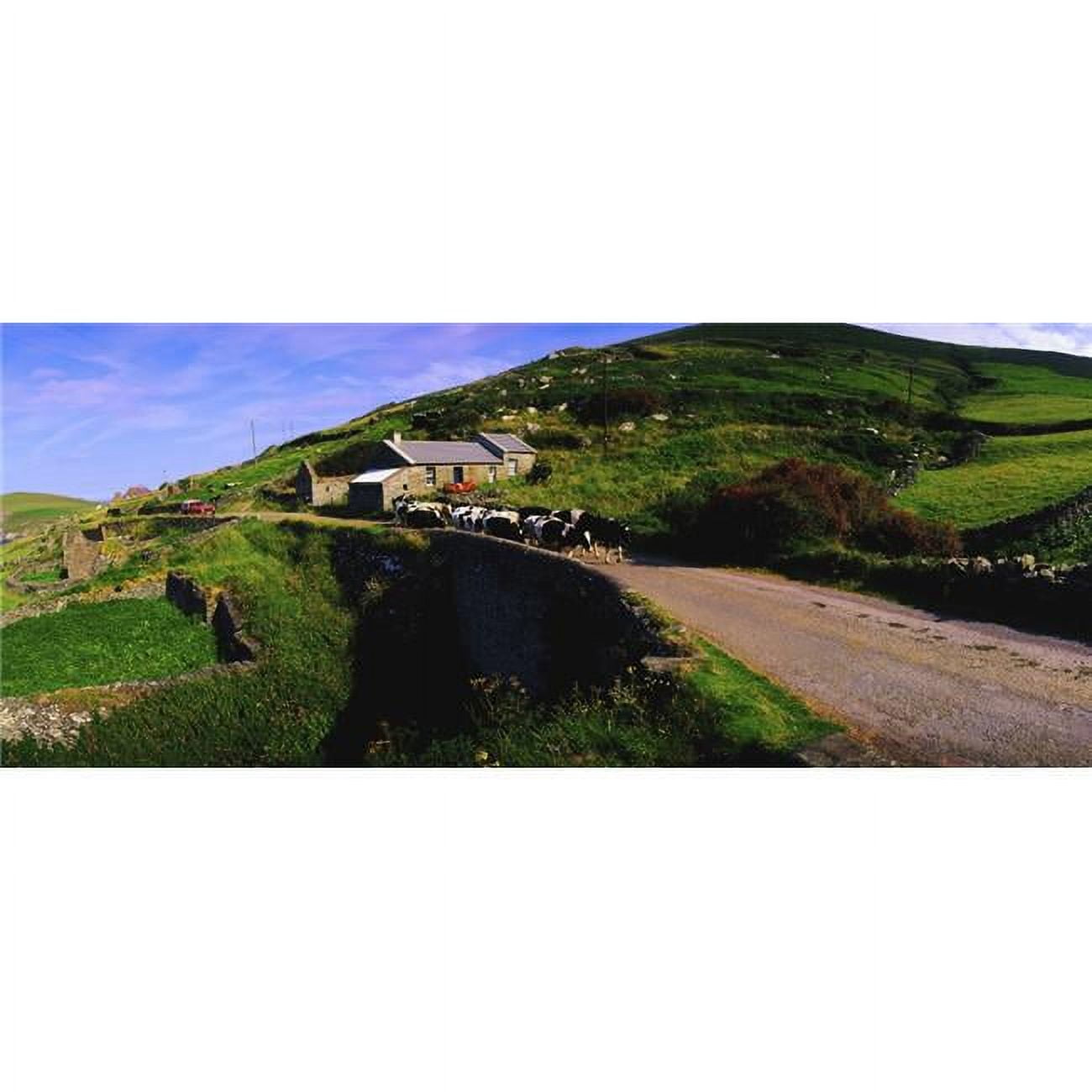 Slea Head Dingle Peninsula Co Kerry Ireland - Friesian Cattle On A Road ...