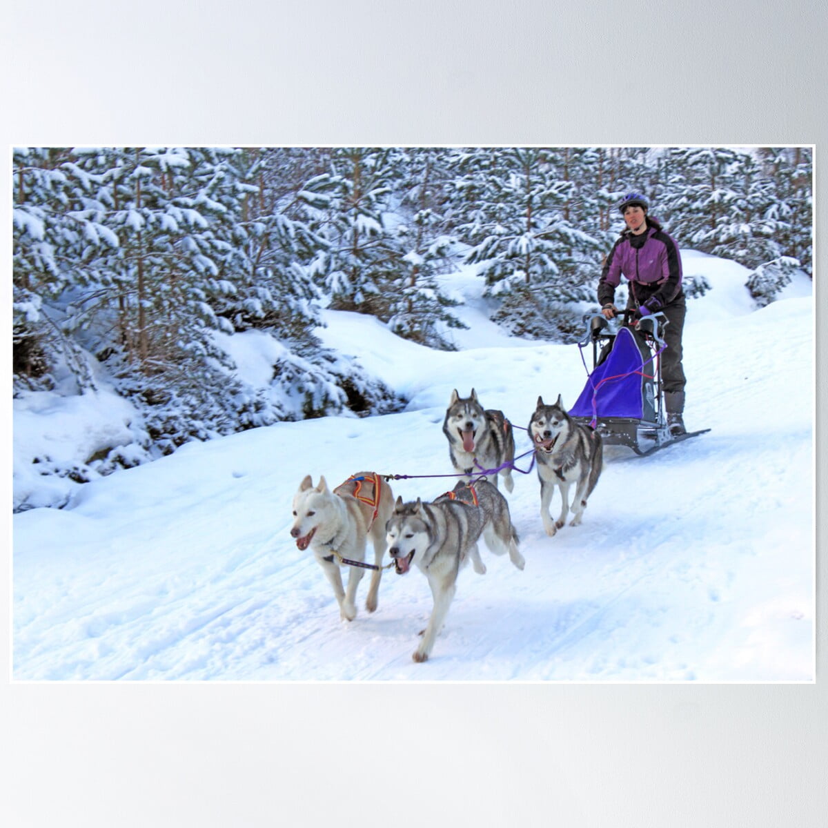 Sled Dog Racing Poster, 8x12 UNFRAMED - Walmart.com
