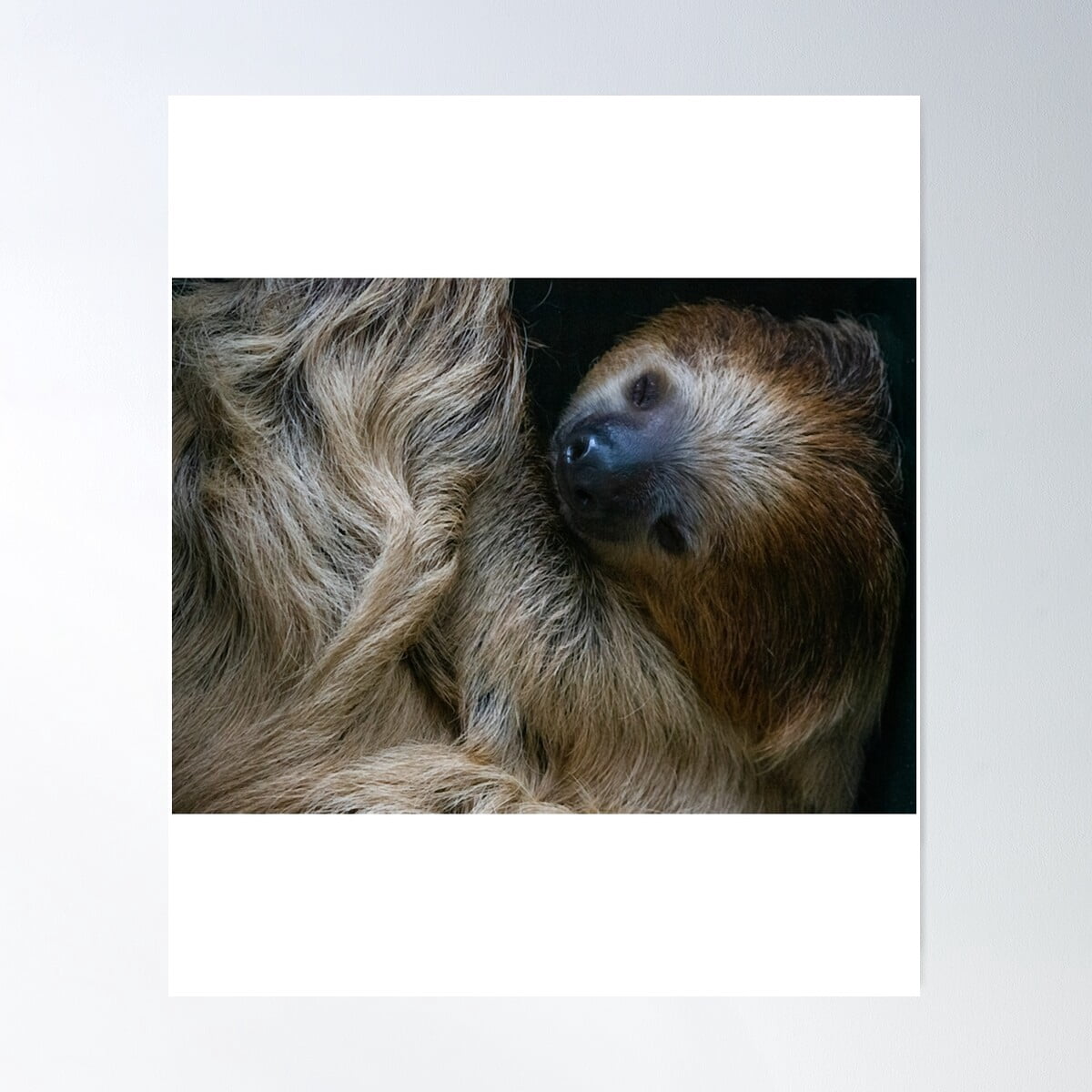 Sleepy Sloth Poster Wall Art, Modern Wall Decor For Living Room Bedroom ...