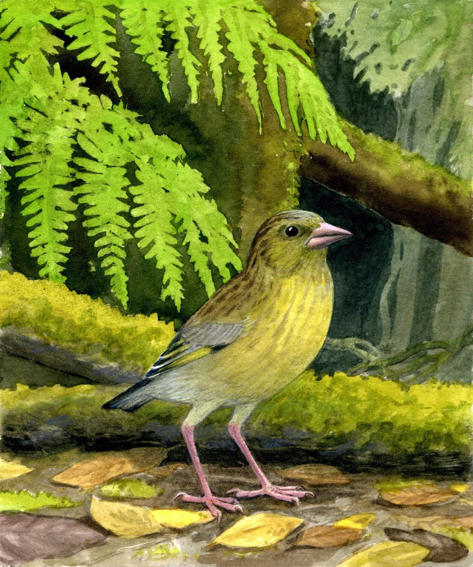 Slender Billed Greenfinch Bird Glossy Poster Picture Photo Print Banner ...