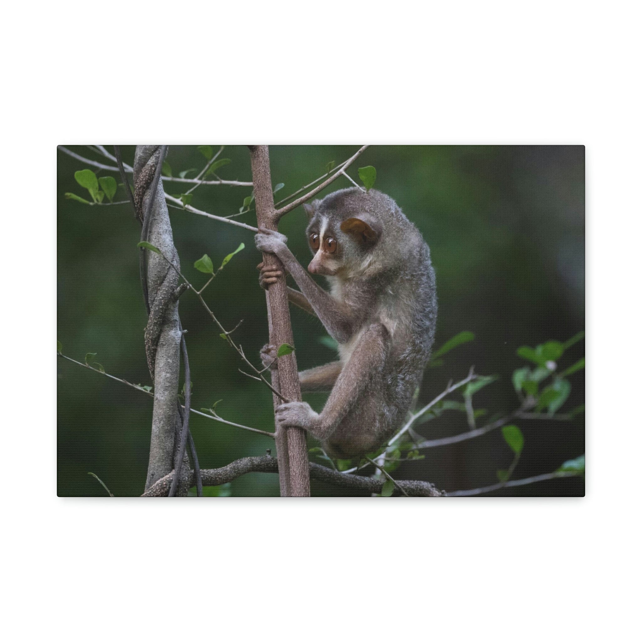 Slender Loris Hunting Slender Loris on Hunt Print Animal Wall Art ...