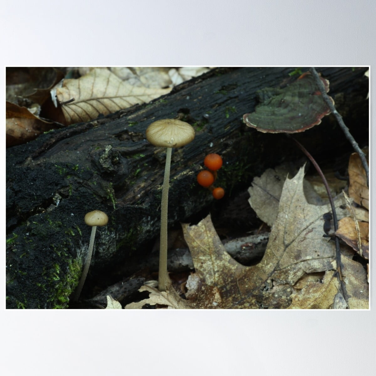 Slender Mushrooms By A Log Poster Wall Art, Modern Wall Decor For ...