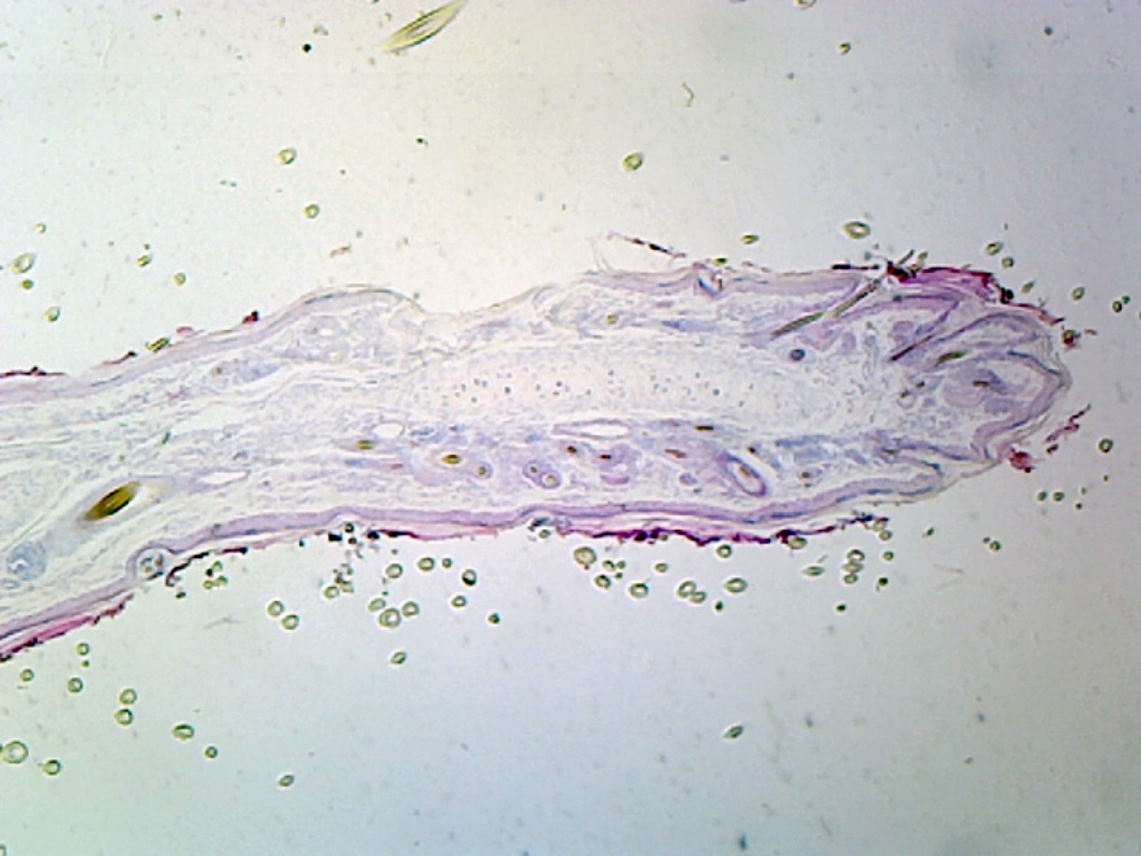 Slide of Yellow Elastic Cartilage, Mammalian; Section - Walmart.com