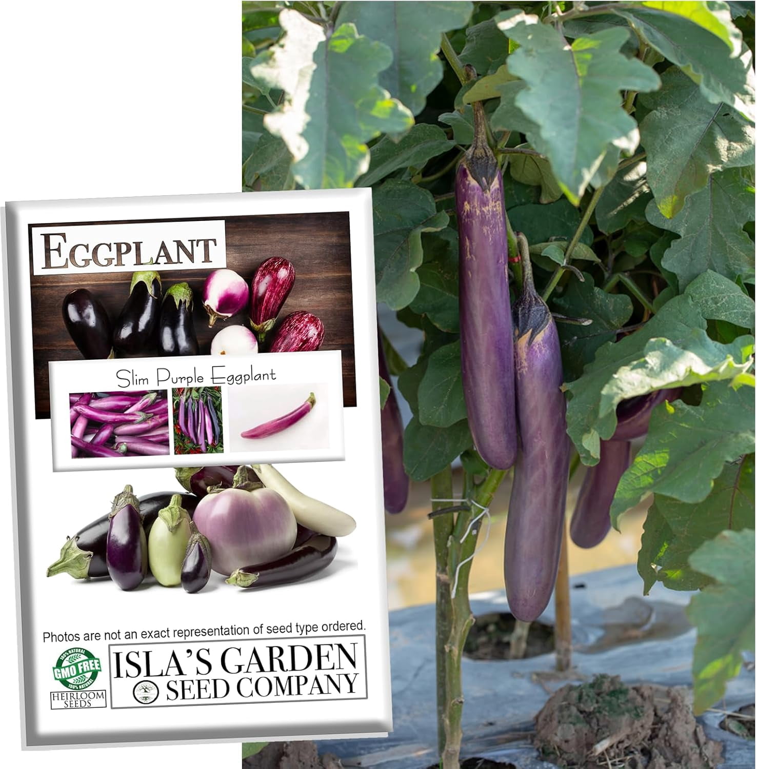 Slim Purple Eggplant Seeds - 50+ Non-GMO Seeds, Solanum melongena ...