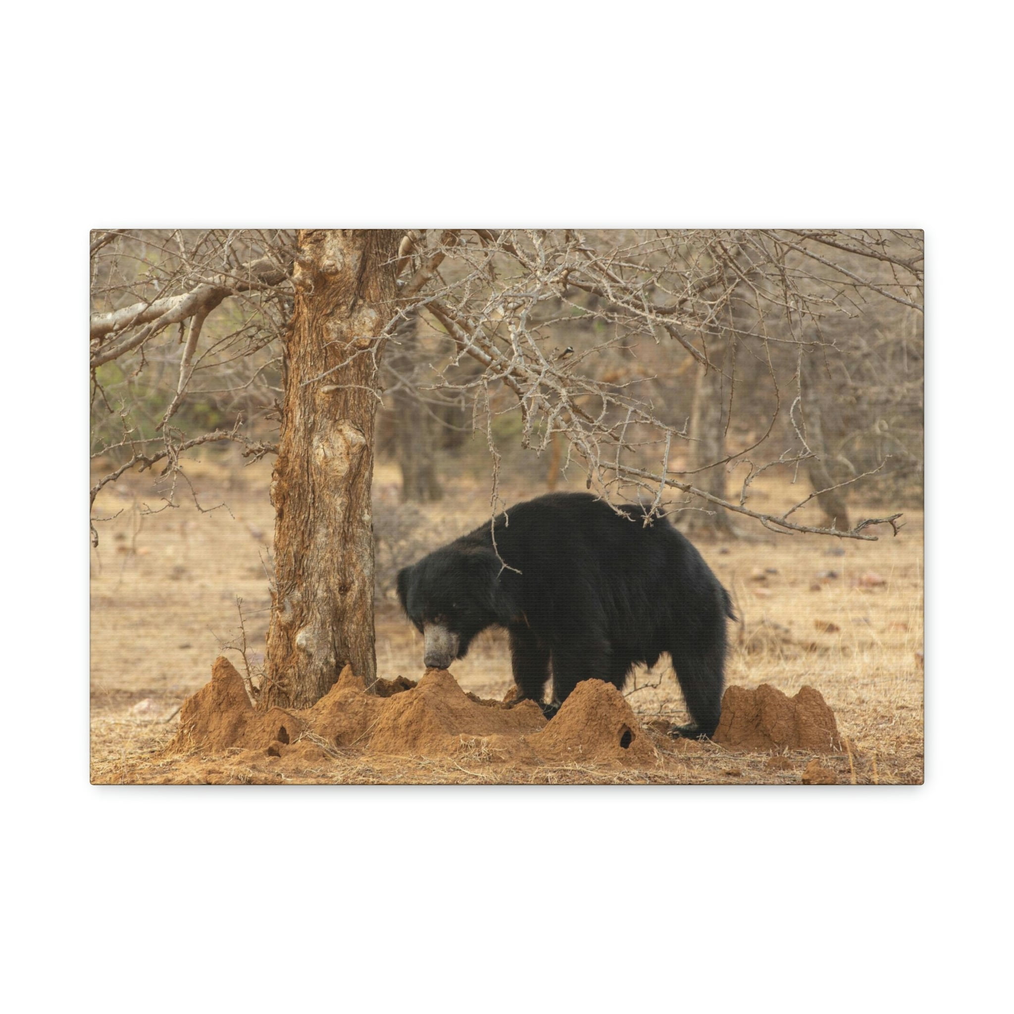 Sloth Bear Hunting Sloth Bear on Hunt Print Animal Wall Art Wildlife ...