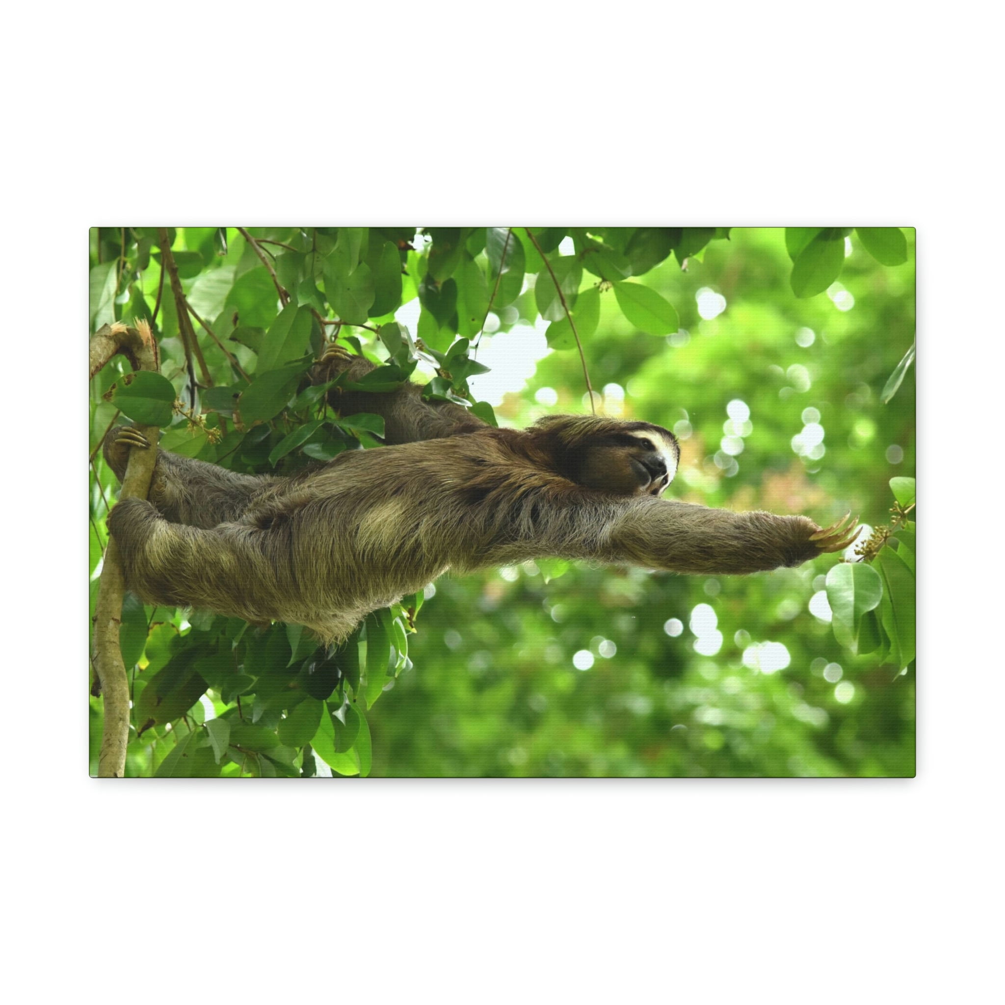 Sloth Hunting Sloth on Hunt Print Animal Wall Art Wildlife Canvas ...