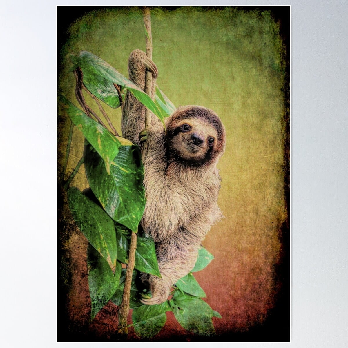 Sloth, Jungle, Rainforest, Pura Vida, Costa Rica, Cute Sloths Poster ...