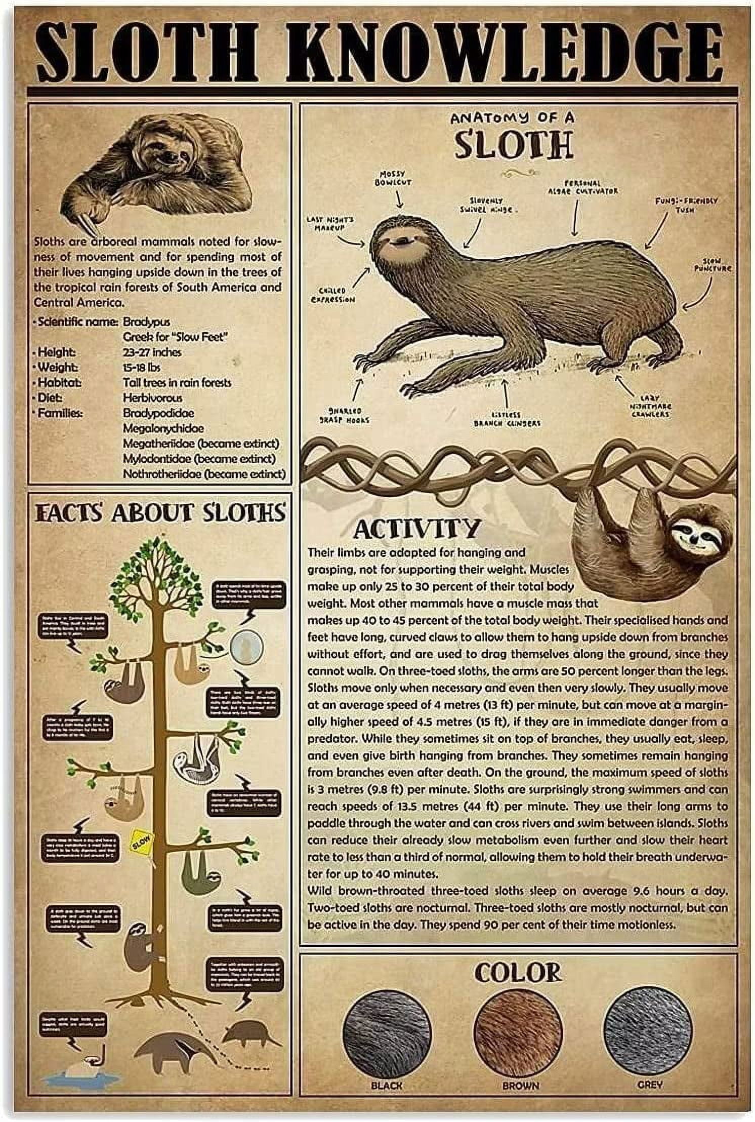 Sloth Knowledge Metal Signs Poster Facts About Sloths Home Bedroom ...