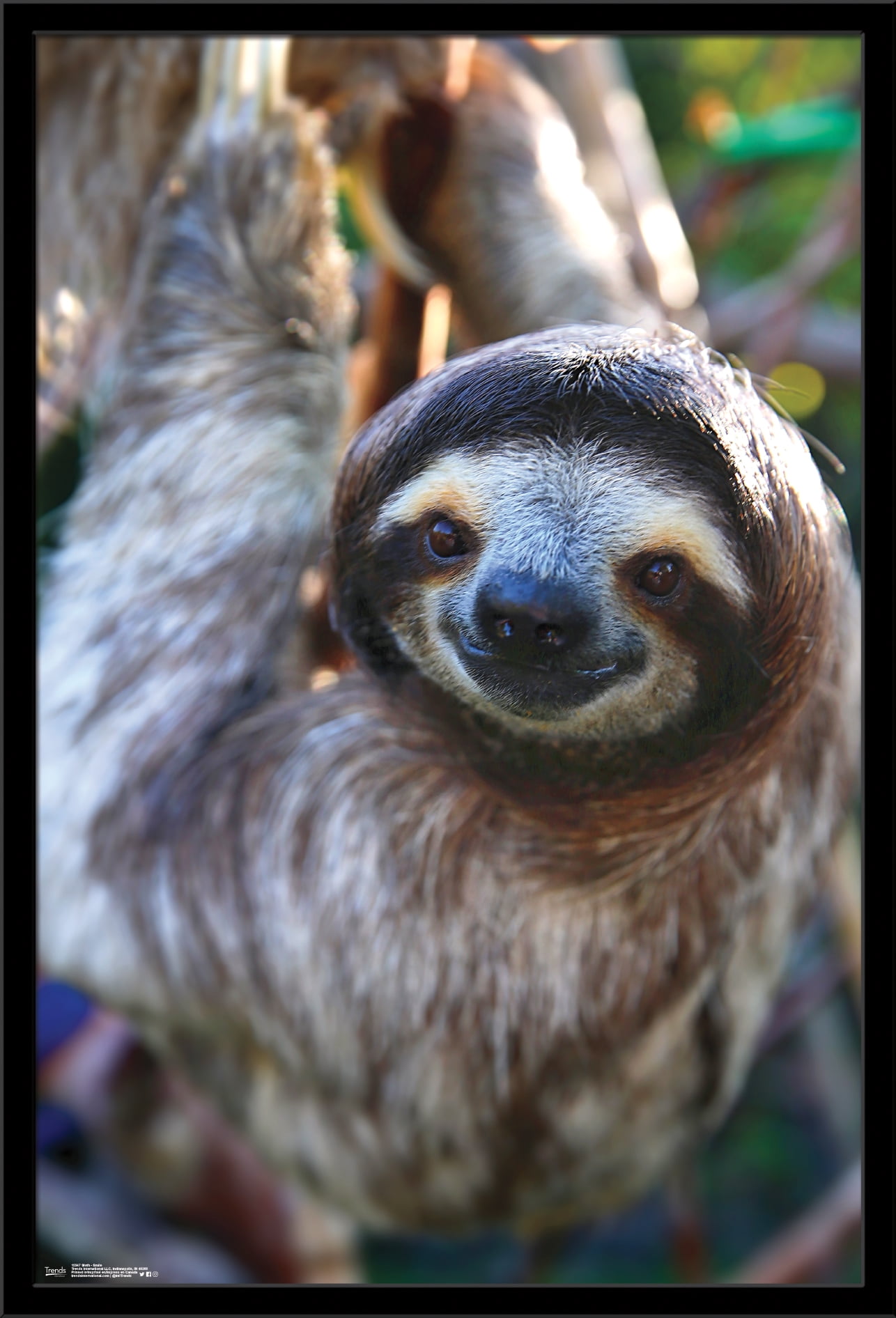 Sloth - Smile Wall Poster, 22.375" x 34", Framed - Walmart.com