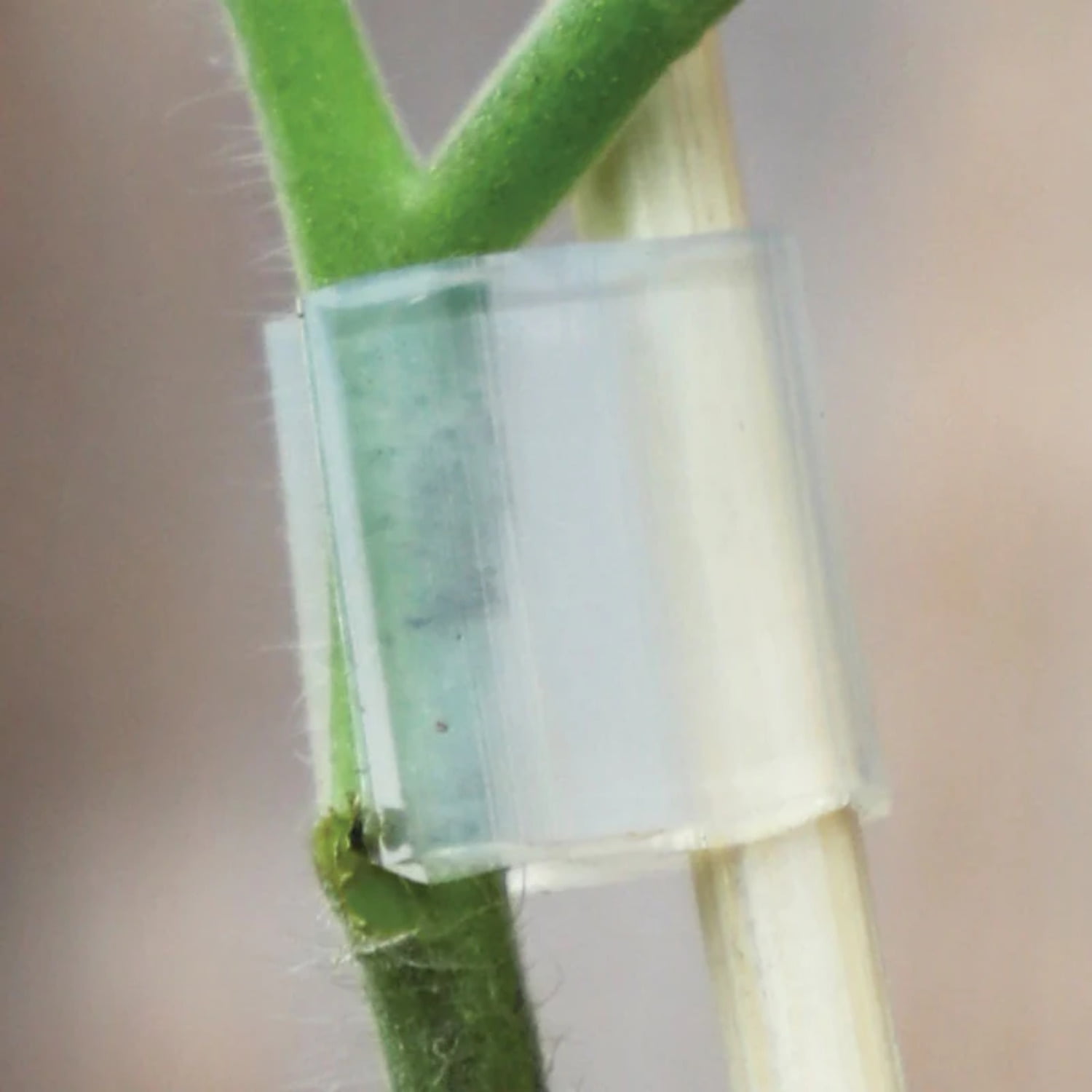 Slotted Silicon Grafting Clips 2 mm (100 ct) - Walmart.com