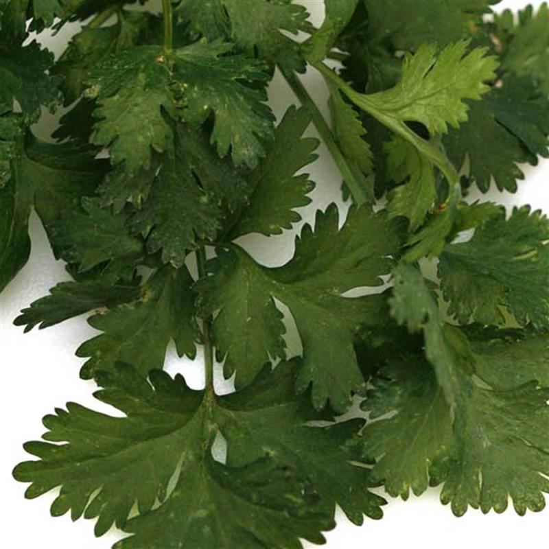 Mountain Valley Organic Slow Bolt Cilantro Herb Garden Seeds - 3g, Non ...