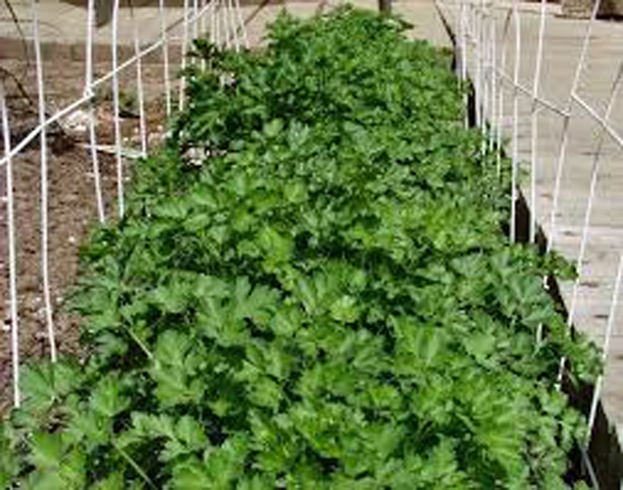 Slow Bolt Cilantro Seeds - 100 Count Seed Pack - an Easy to Grow ...