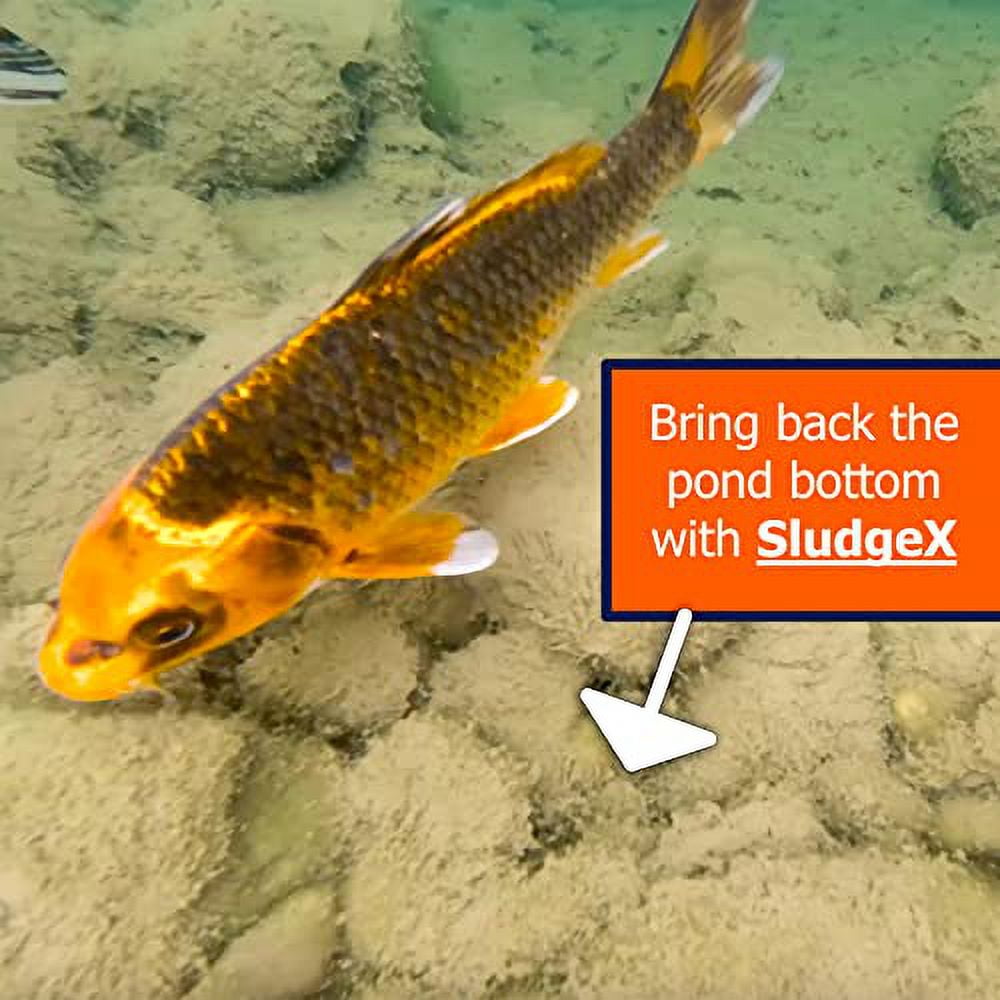 SludgeX Koi Pond Sludge Remover | 480 Pond Cleaner Tablets for Small ...