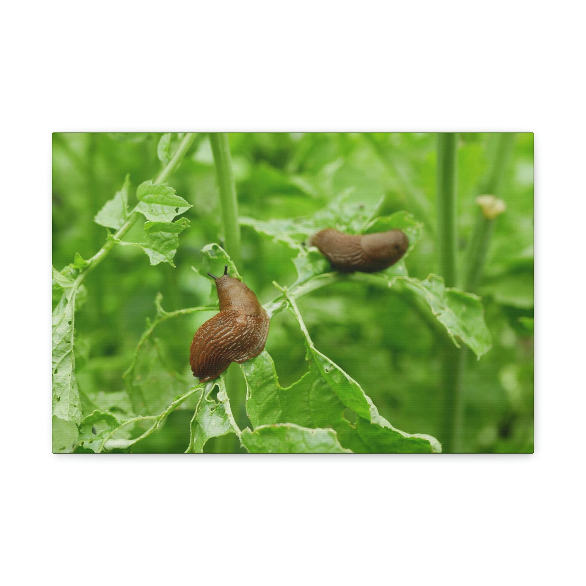 Slug Couple Slug Couple Print Animal Wall Art Wildlife Canvas Prints ...