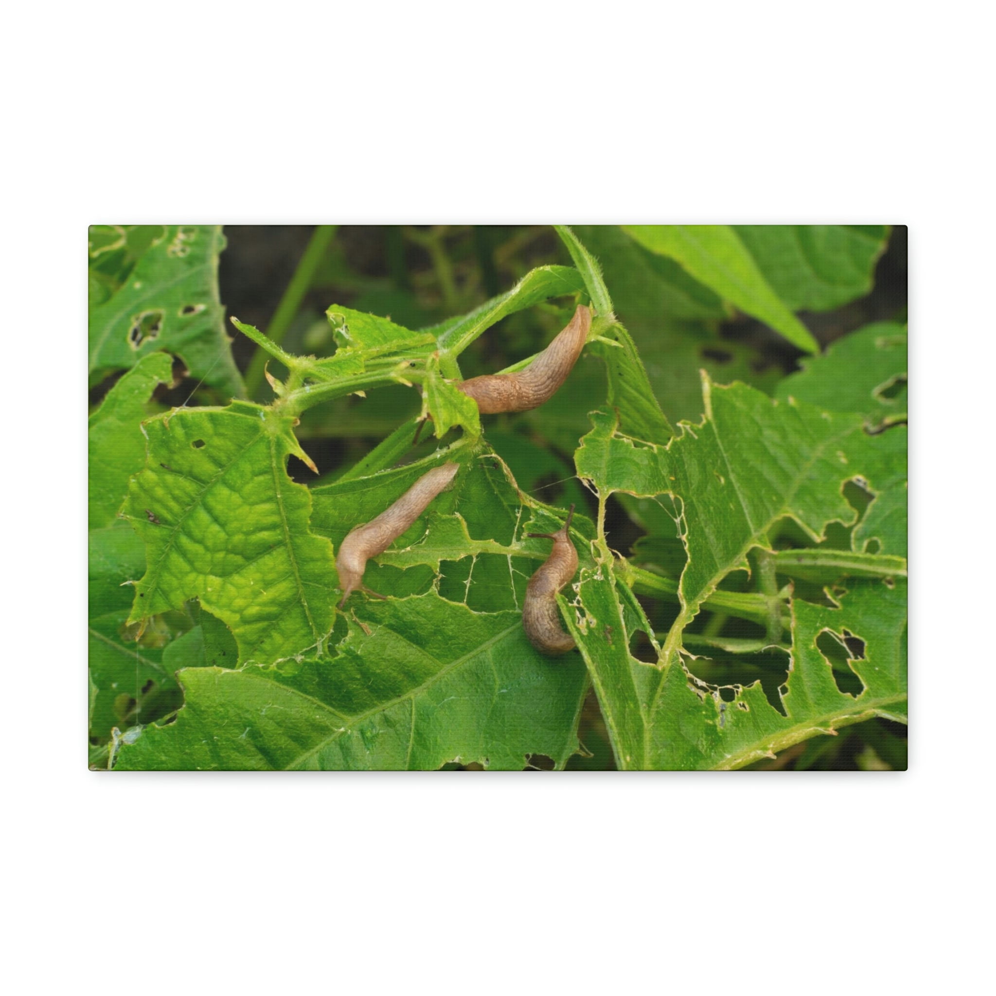 Slug Hunting Slug on Hunt Print Animal Wall Art Wildlife Canvas Prints ...