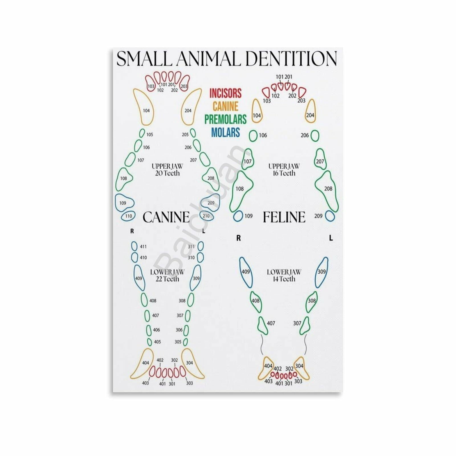 Small Animal Dentition Poster,Canine Dental,Feline Dental Chart (3 ...