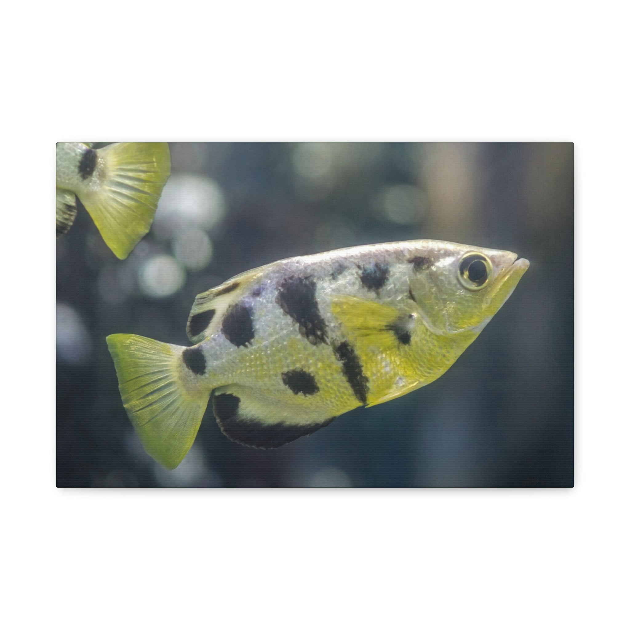 Small Archer Fish Archer Fish In Aquarium Wall Art Ready To Hang ...