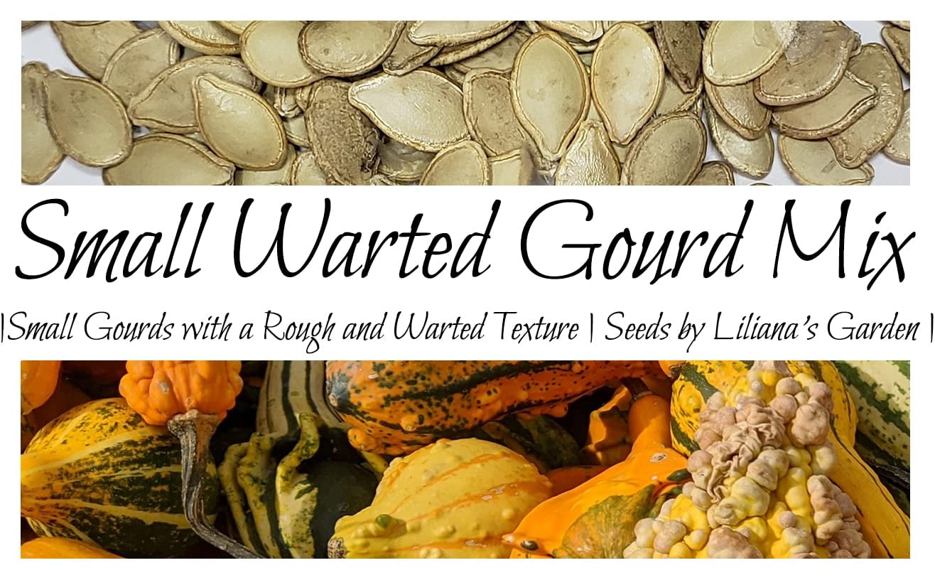 “Small Decorative Warted FEV6 Mix” Gourd Seeds - Mixed Decorative ...