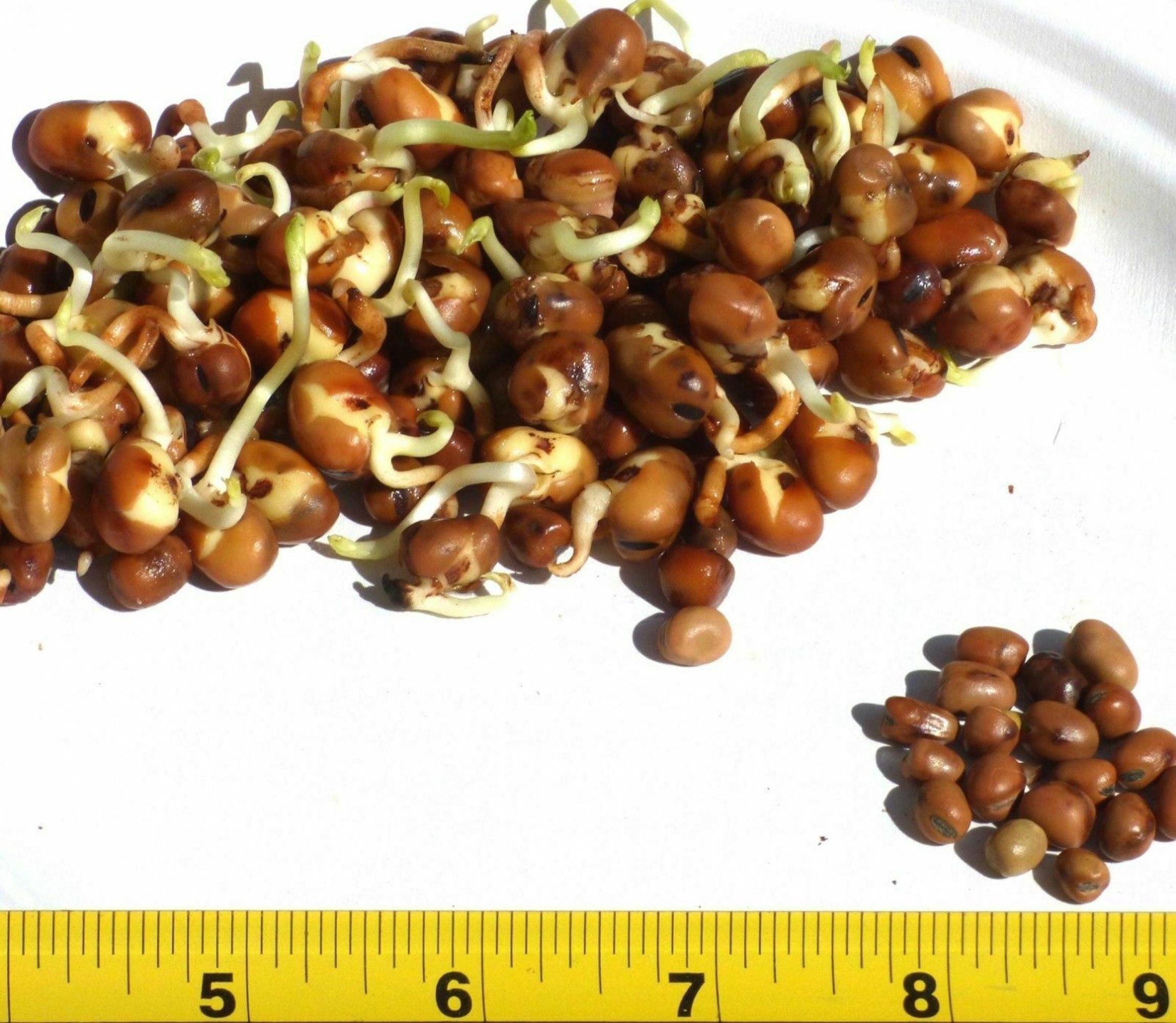 Small Fava Bean Sprouting Microgreen/Annual/Full Sun/8K Seeds 10 lbs ...
