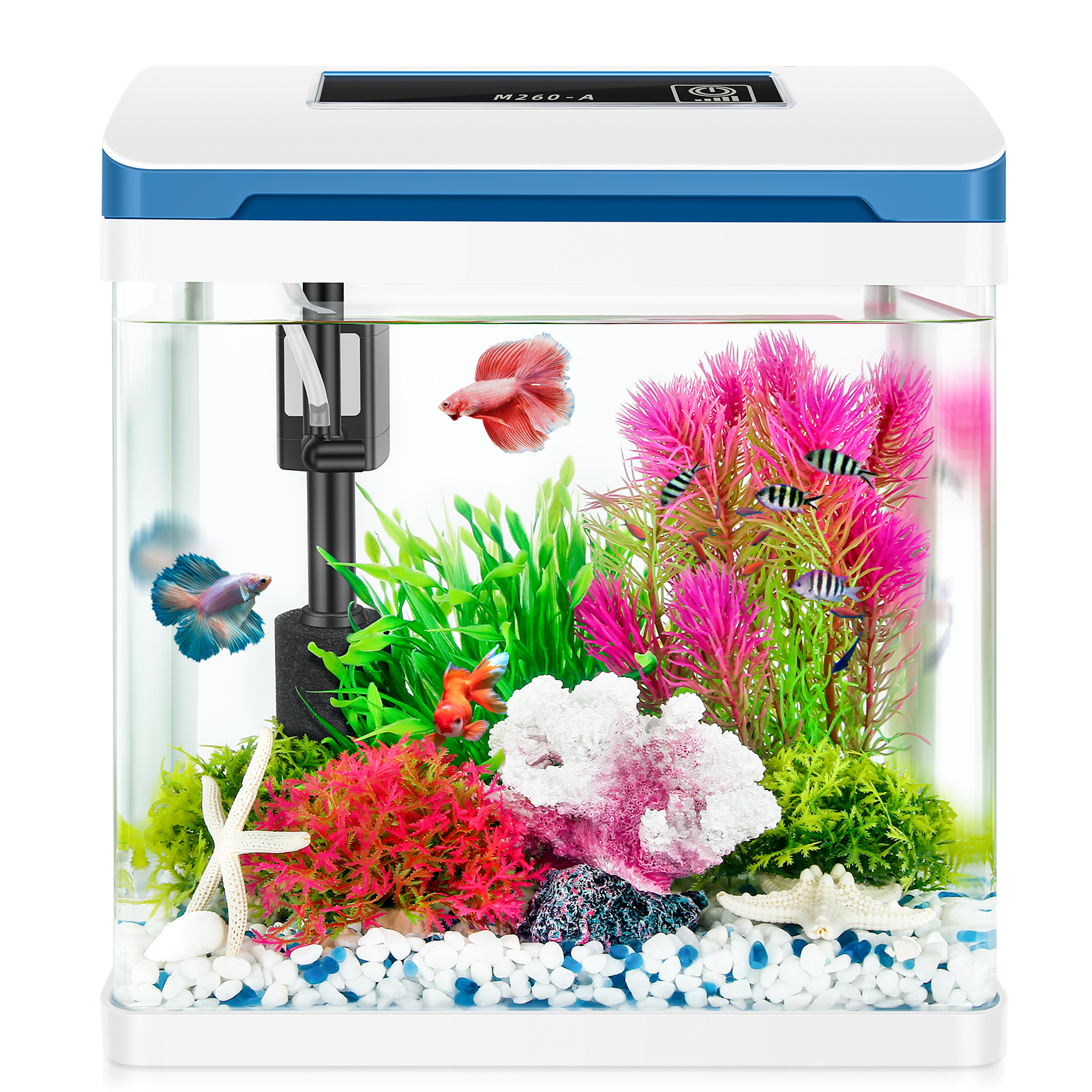 Small Fish Tank 2 Gallon Glass Aquarium Starter Kits, Desktop Betta ...