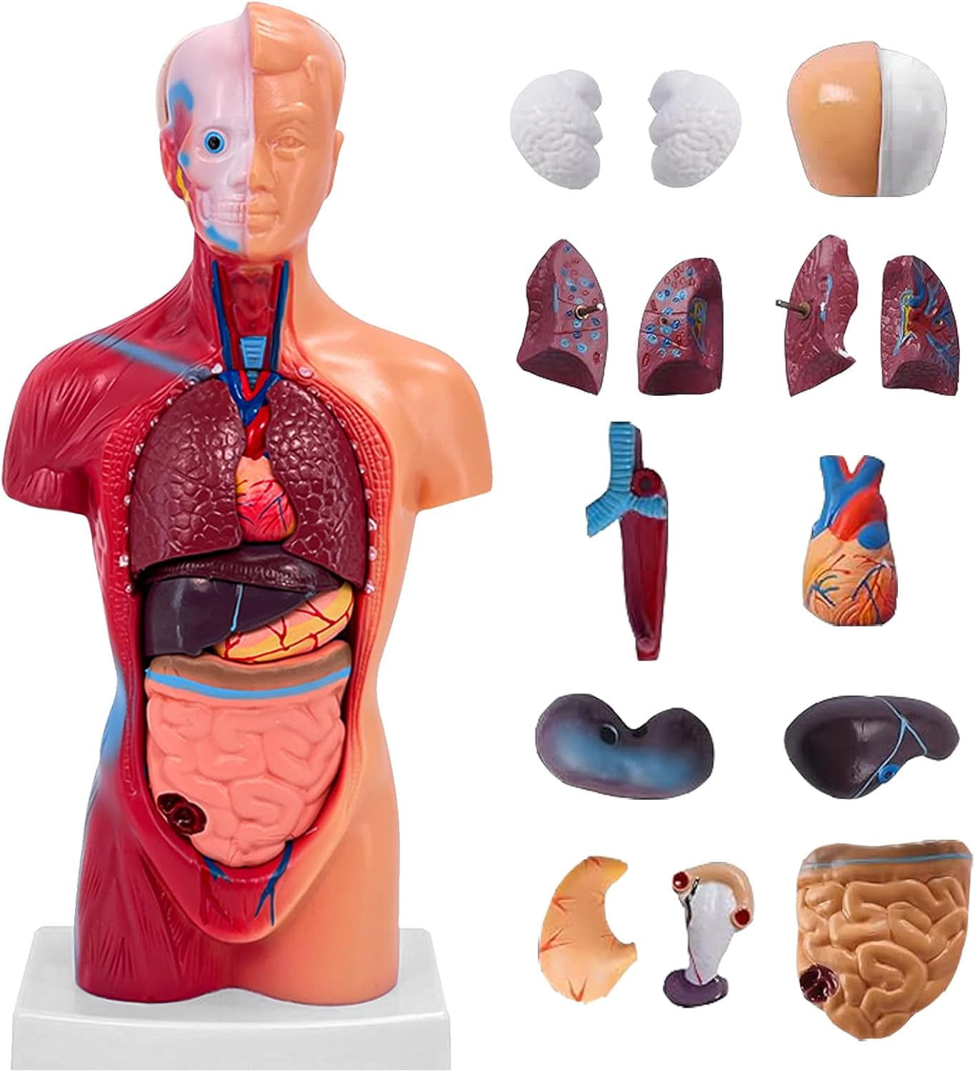Small Human Body Model for Anatomy Study, 15 Detachable Parts Educational Torso with Internal ...