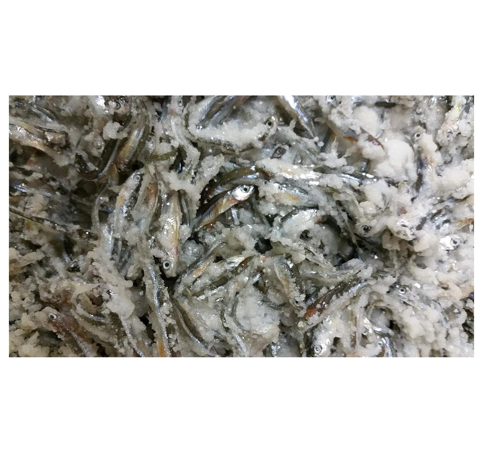 Small/Medium Mixed Preserved Salted Emerald Shiners 2 lb. Bag - Walmart.com