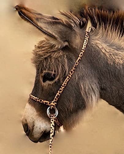 Small Miniature Donkey Mule Mini Endless Adjustable Halter & Lead USA ...