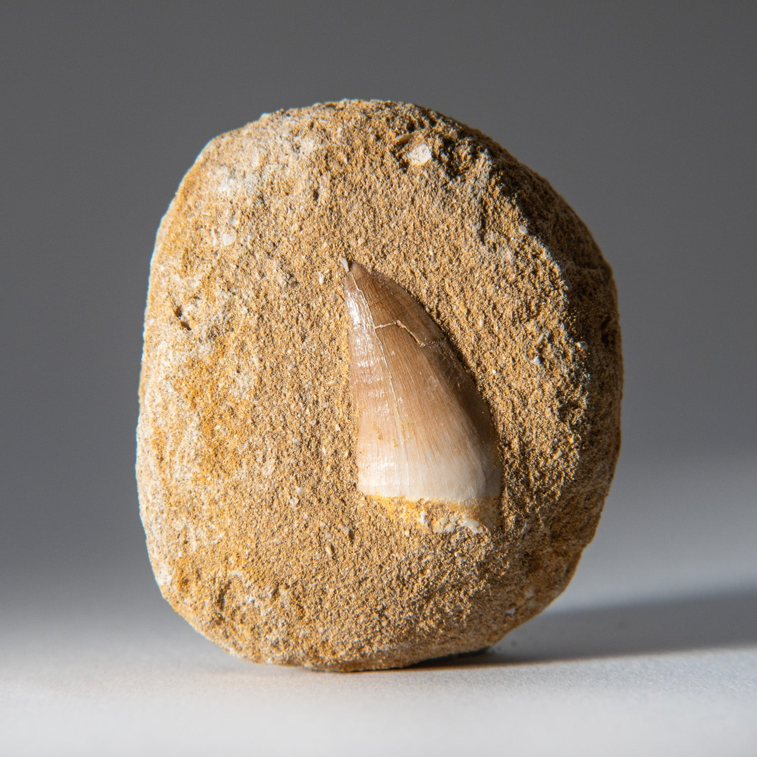 Small Mosasaurus Tooth on matrix - Walmart.com