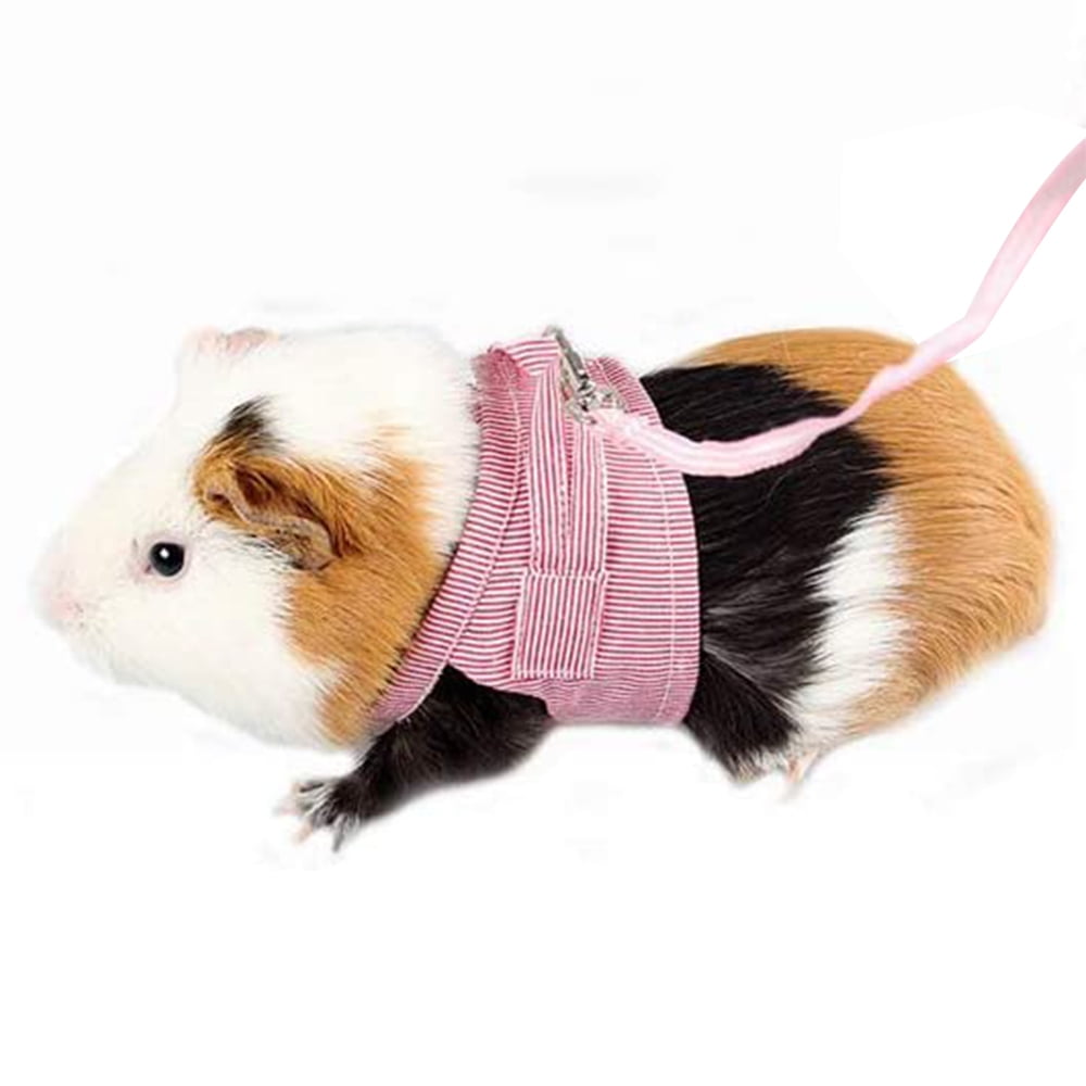 Small Pet Guinea Pig Rabbit Harness And Leash Blue Stripe Chest Strap ...