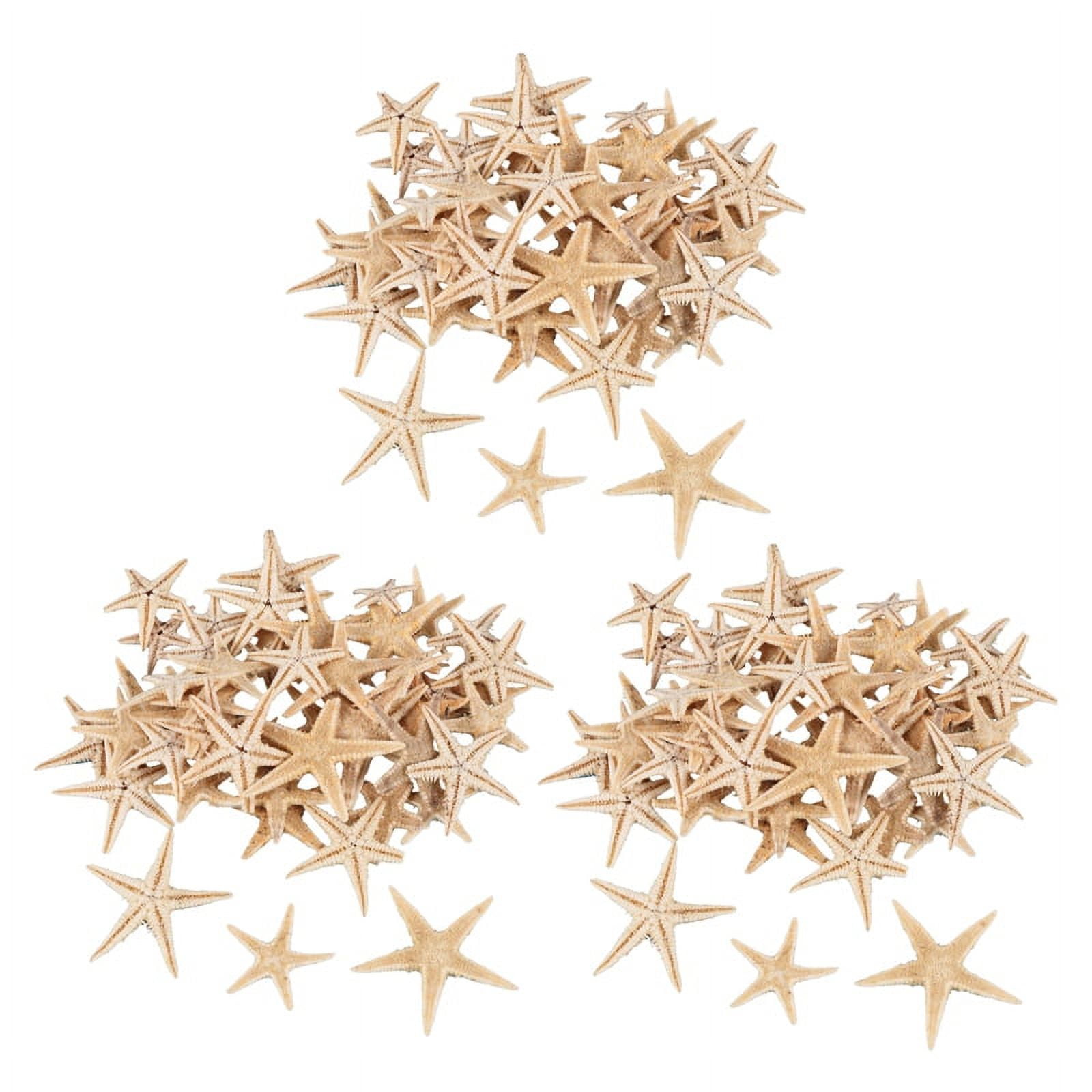 Small Starfish Star Sea Shell Beach Craft 0.4 Inch-1.2 Inch 180 Pcs ...