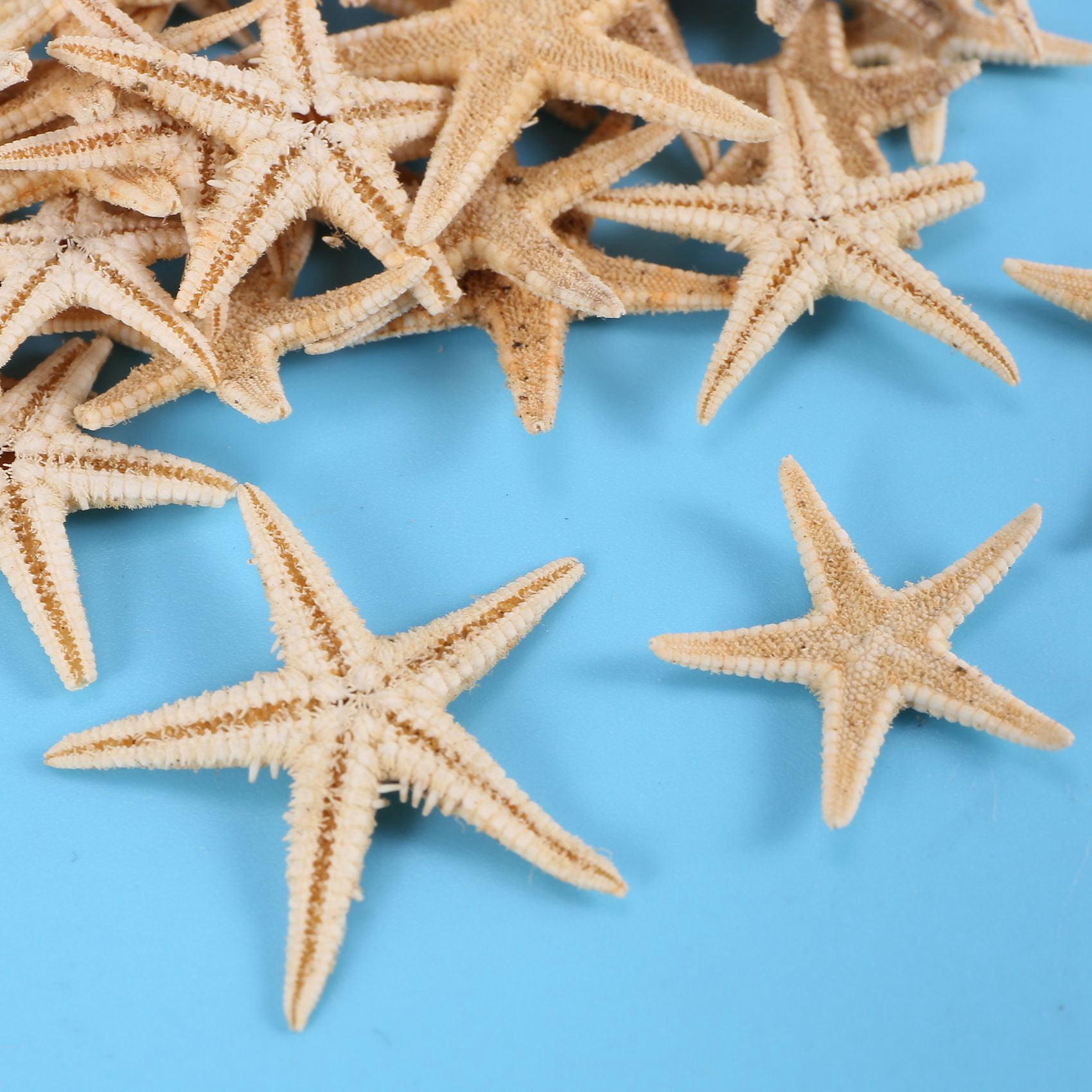 Small Starfish Star Sea Shell Beach Craft 0.4 Inch-1.2 Inch 450 Pcs ...