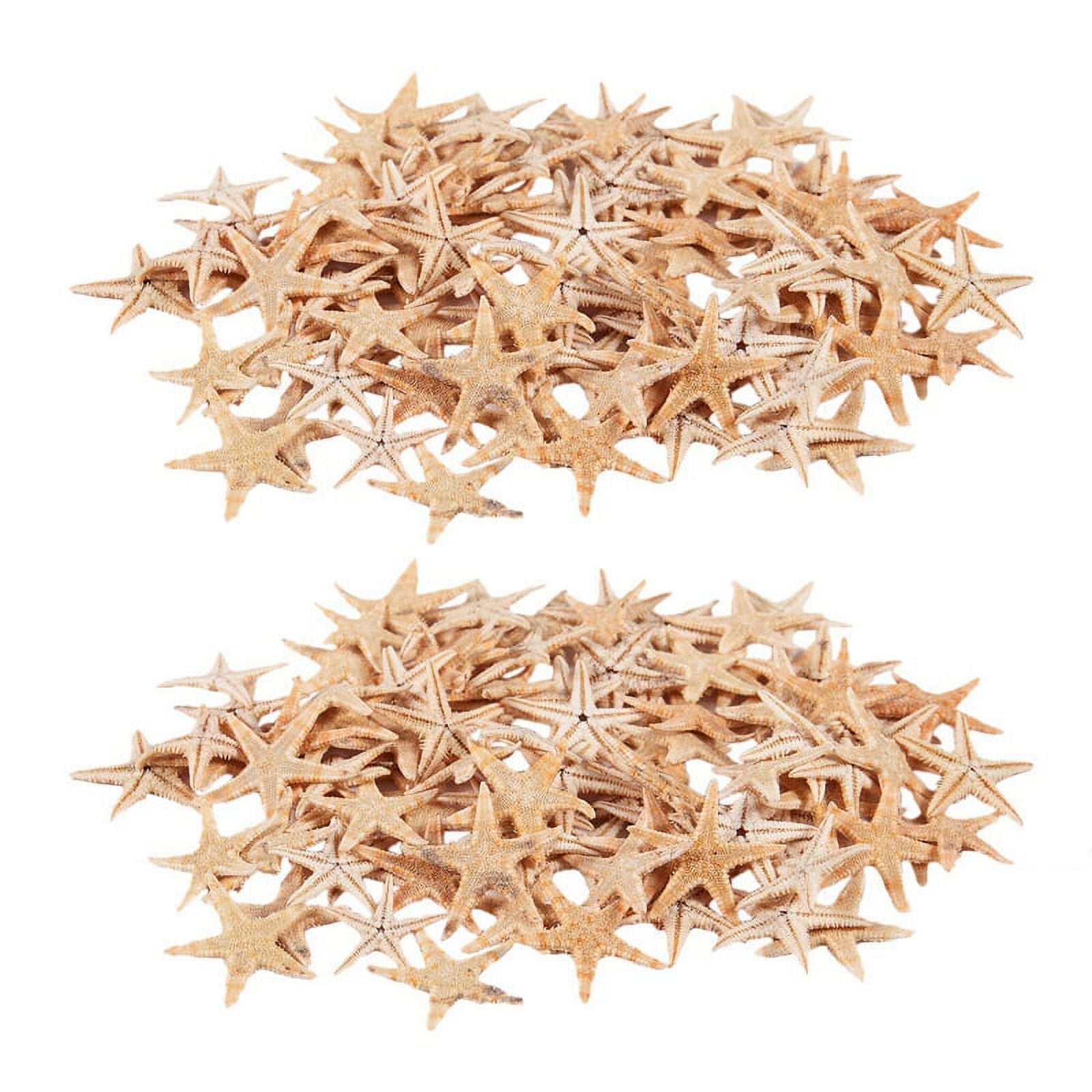 Small Starfish Star Sea Shell Beach Craft 0.4 inch-1.2 inch 180 Pcs ...