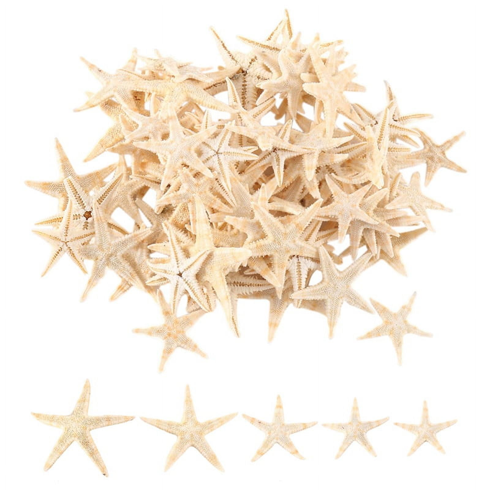 Small Starfish Star Sea Shell Beach Craft 0.4 inch-1.2 inch 90 Pcs ...