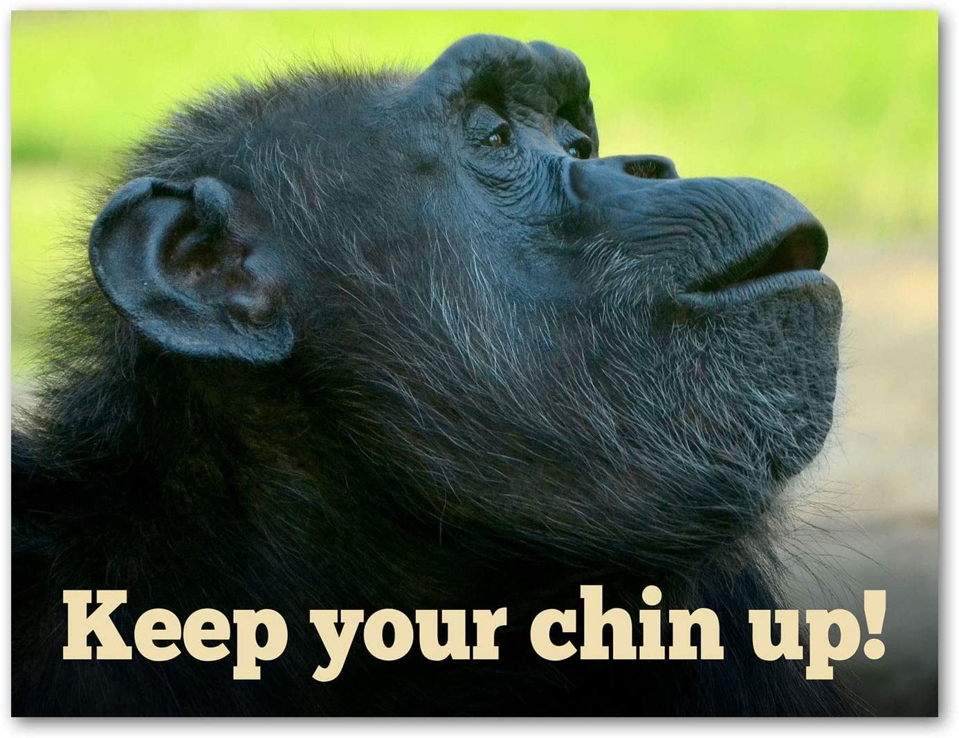 Small World Greetings Keep Your Chin Up Encouragement Cards 24 Count ...