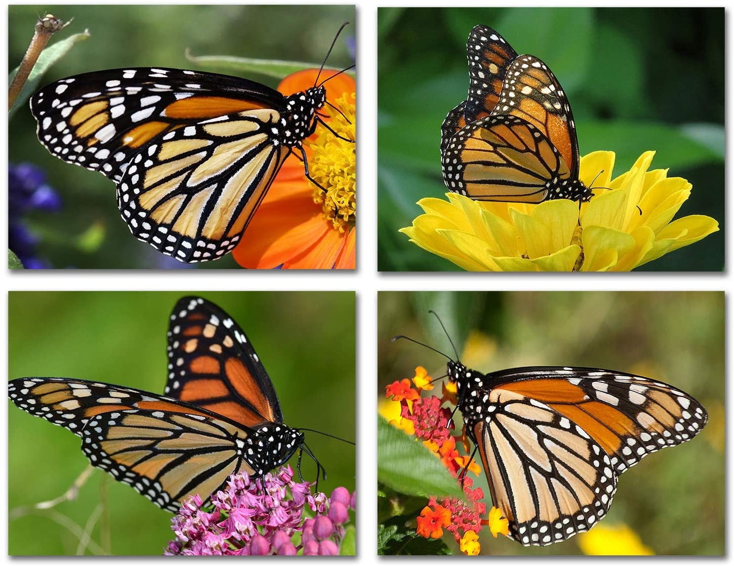 Small World Monarch Butterfly Note Cards, 12 Count, Blank Inside, White ...