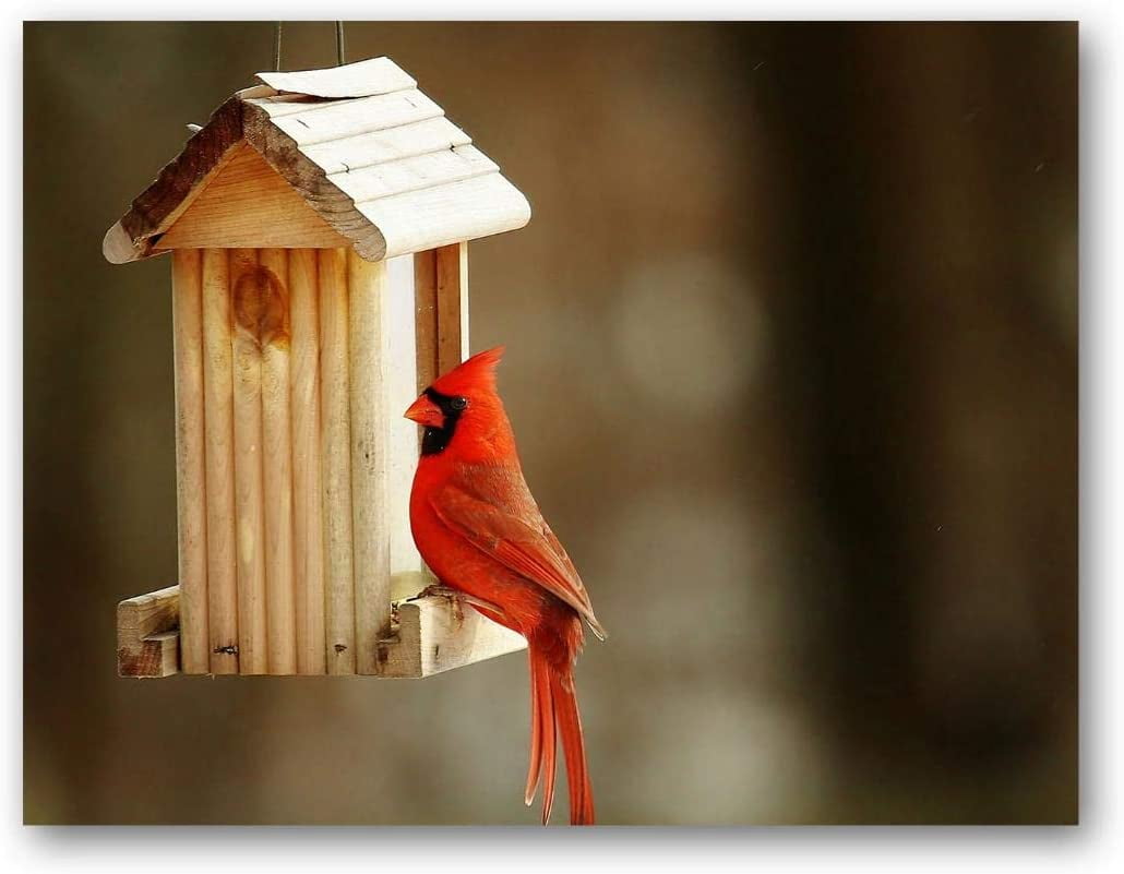Small World Greetings Single Cardinal Note Cards 12 Count - Blank ...