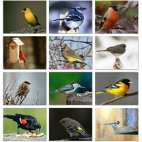 Small World Greetings Single Cardinal Note Cards 12 Count - Blank ...