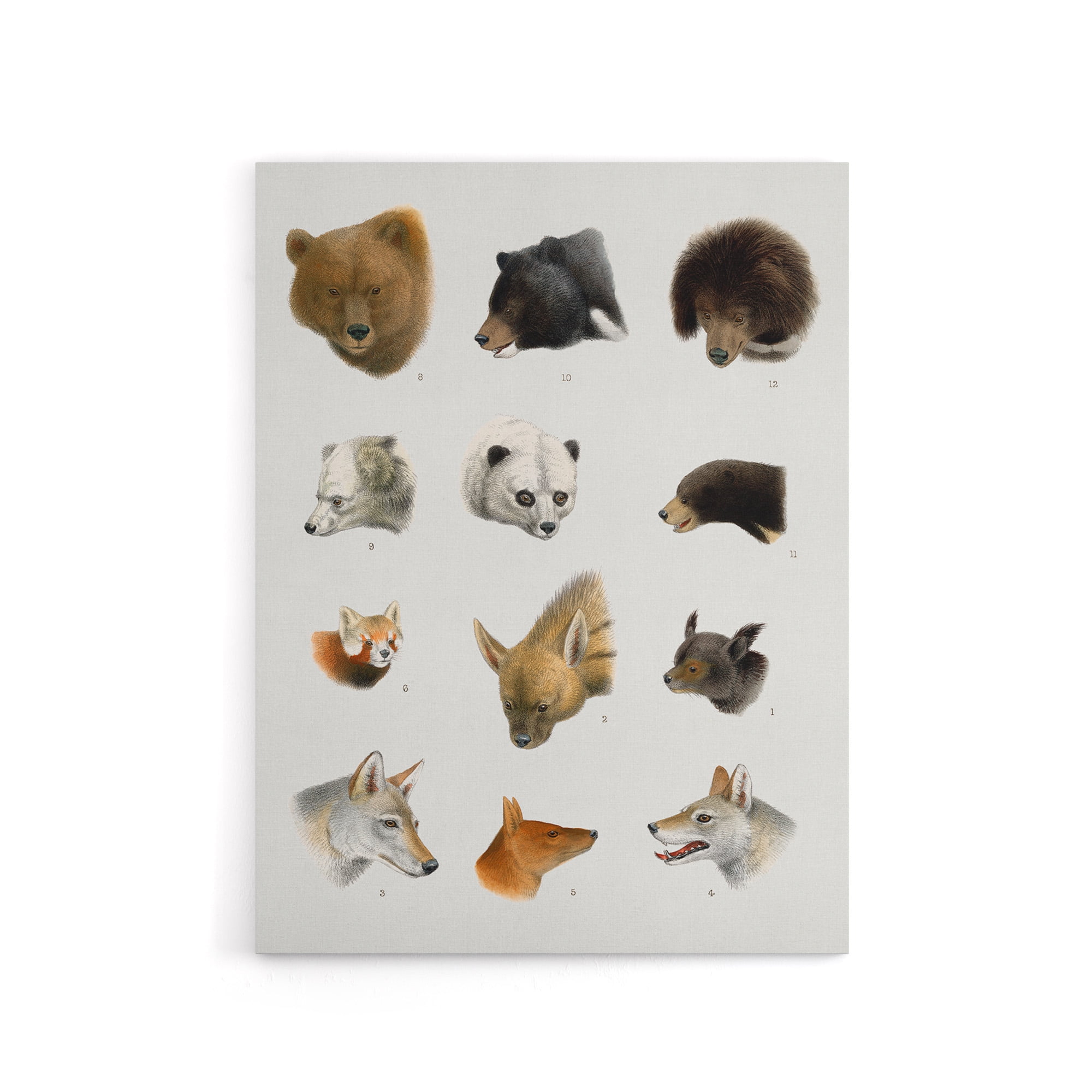 Small and Large Animals Vintage Artwork Lydekker Canvas Wall Art 12x16 ...