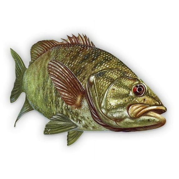 Smallmouth Bass - 5" Vinyl Sticker - For Car Laptop I-Pad - Waterproof ...