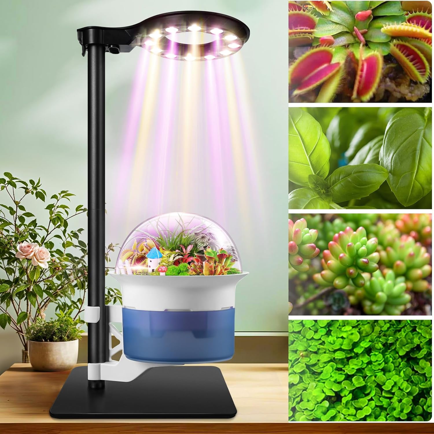 Smart Plant Lights for Indoor Growing,Venus Fly Trap Terrarium Kit with ...