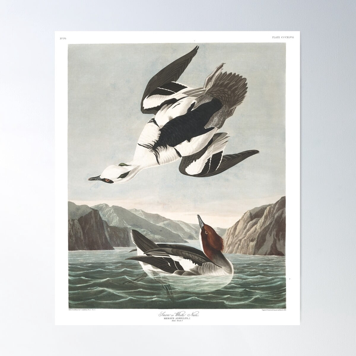 Smew - John James Audubon Poster Wall Art, Modern Wall Decor For Living ...
