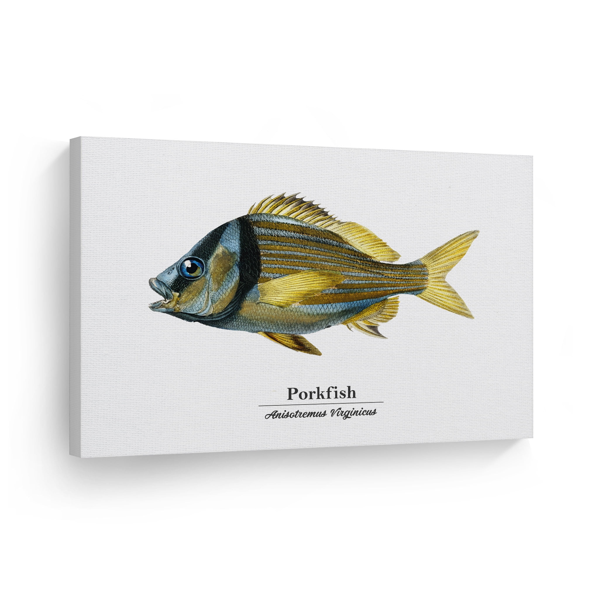 Smile Art Design Porkfish Anisotremus Virginicus Fish Painting Marine ...